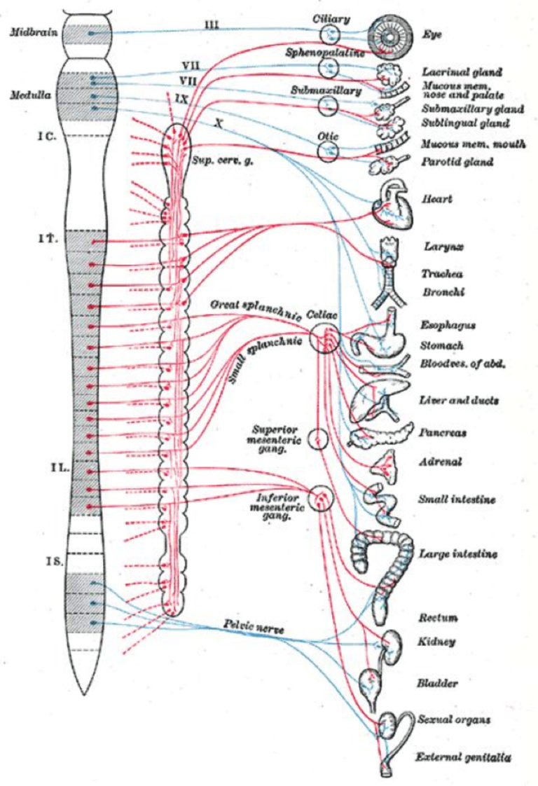 Celiac Plexus Block - Corey Hunter, MD